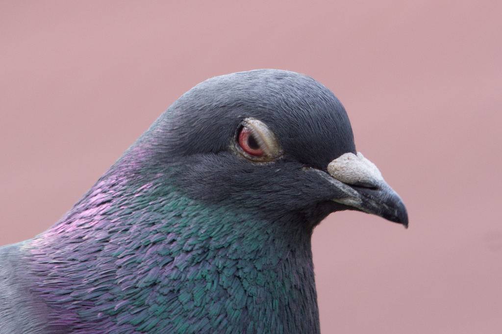 Resume of a pigeon | the rose garden